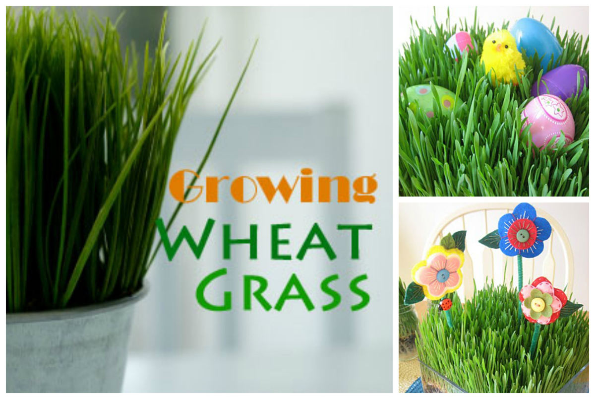 Growing Wheat Grass and Health Benefits | Healthy Ideas for Kids